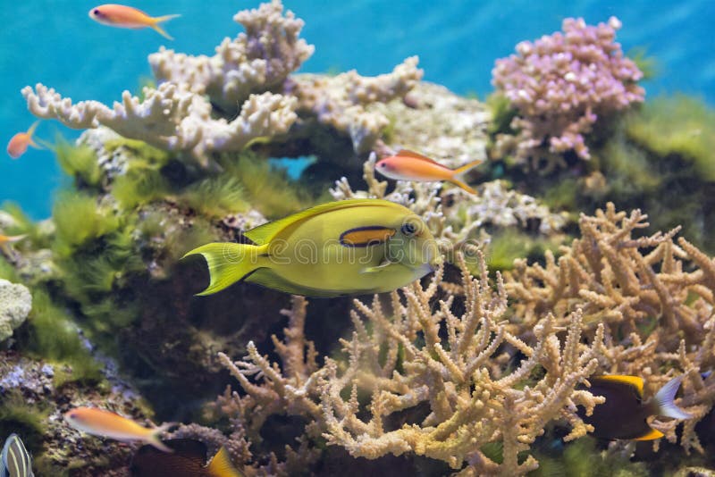 Tropisk fisk fotografering för bildbyråer. Bild av fisk - 59896983