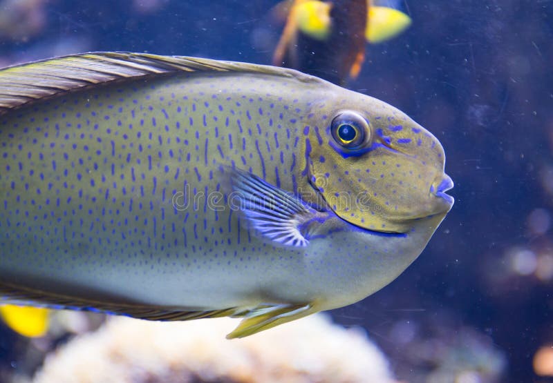 Tropisk fisk fotografering för bildbyråer. Bild av bakgrund - 75435543