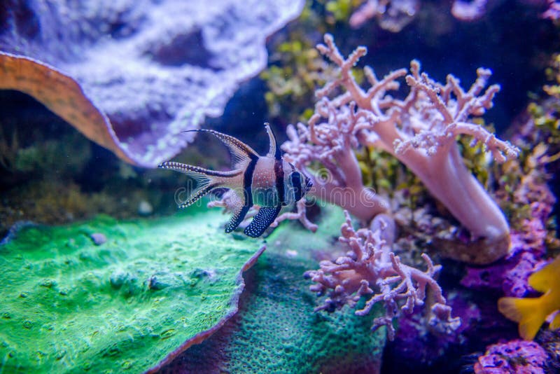 Tropisk fisk fotografering för bildbyråer. Bild av anemon - 90925045