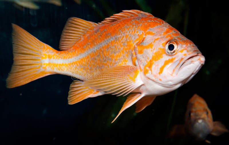 Tropisk fisk arkivfoto. Bild av färgrikt, fisk, stänga - 9492192