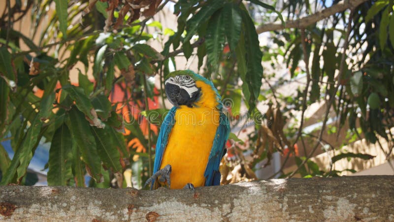 Tropisk Papegoja. Ara. I Boca Chica Beach Domin Arkivfoto - Bild av ...