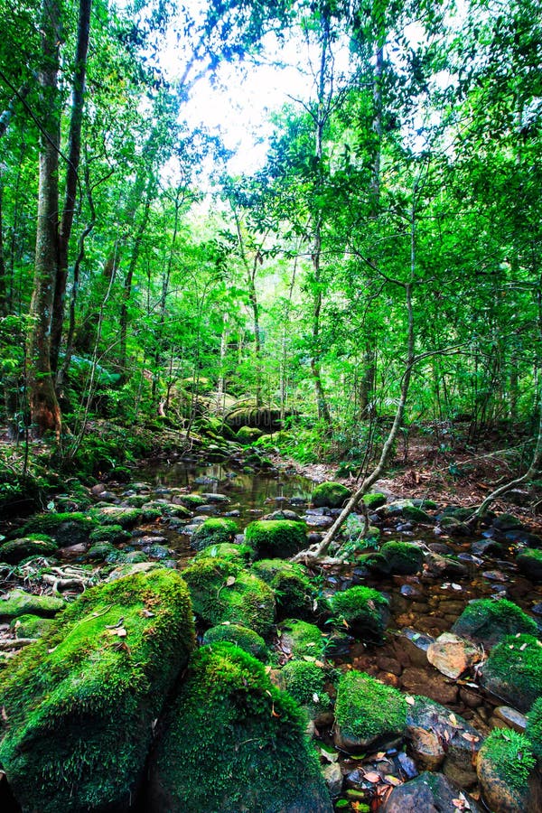 Tropisk regnskog arkivfoto. Bild av brigham, regn, mossa - 37213392