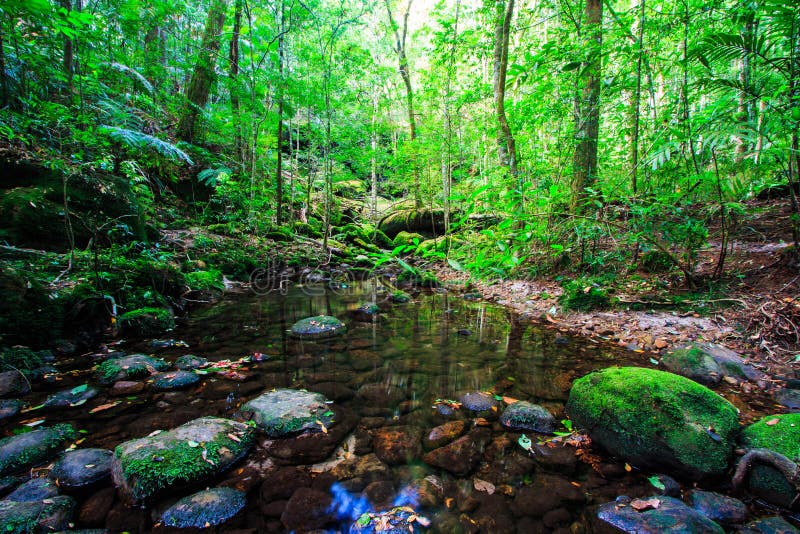 Tropisk regnskog arkivfoto. Bild av brigham, regn, mossa - 37213392