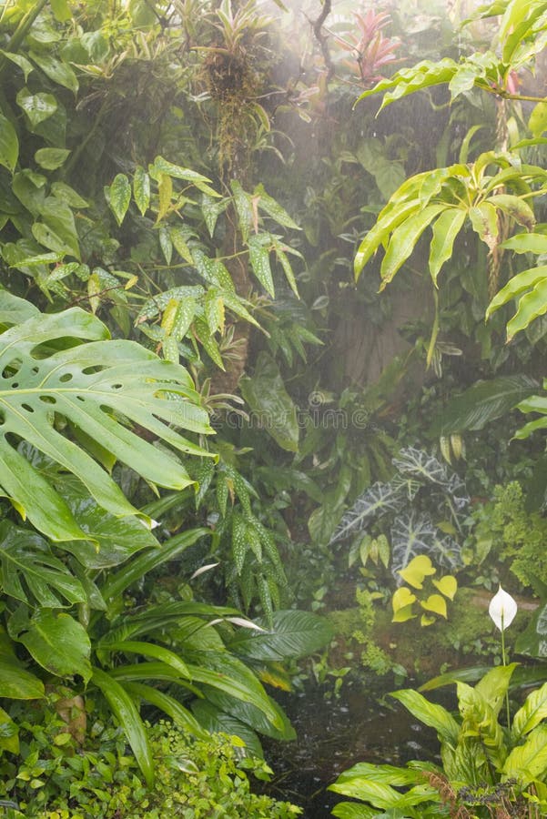 Regn I Tropisk Rainforestbakgrund Arkivfoto - Bild av växt, skog: 32934718