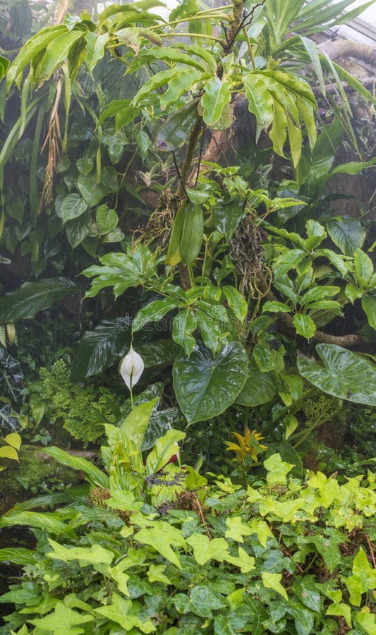 Regn I Tropisk Rainforestbakgrund Arkivfoto - Bild av växt, skog: 32934718