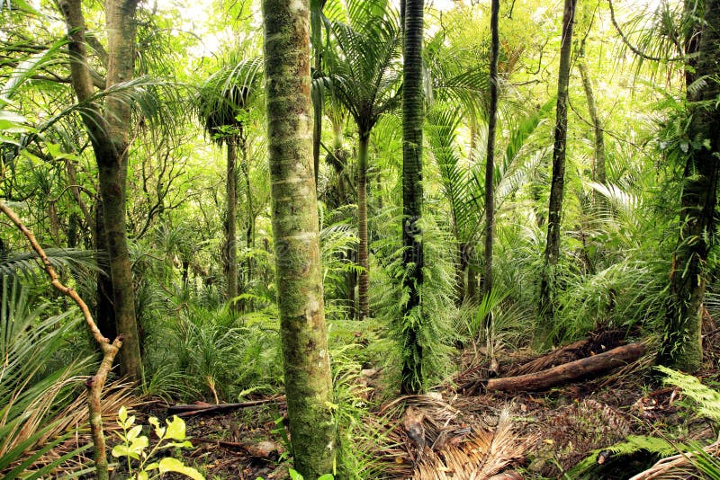 Tropisk regnskog fotografering för bildbyråer. Bild av regn - 26138753