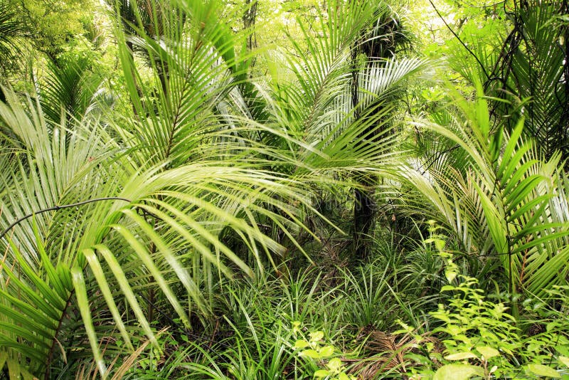 Tropisk skog arkivfoto. Bild av tillväxt, naturligt, fuktighet - 3885336