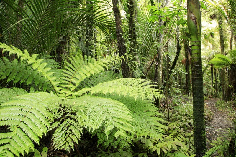 Tropisk skog arkivfoto. Bild av tillväxt, naturligt, fuktighet - 3885336