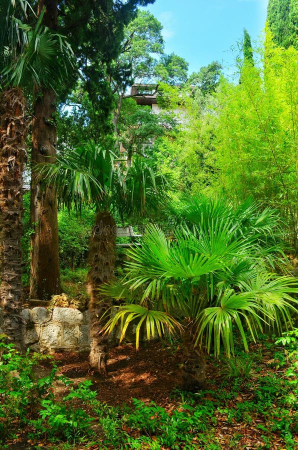 Tropisk skog arkivfoto. Bild av handflatan, kust, crimea - 63792350
