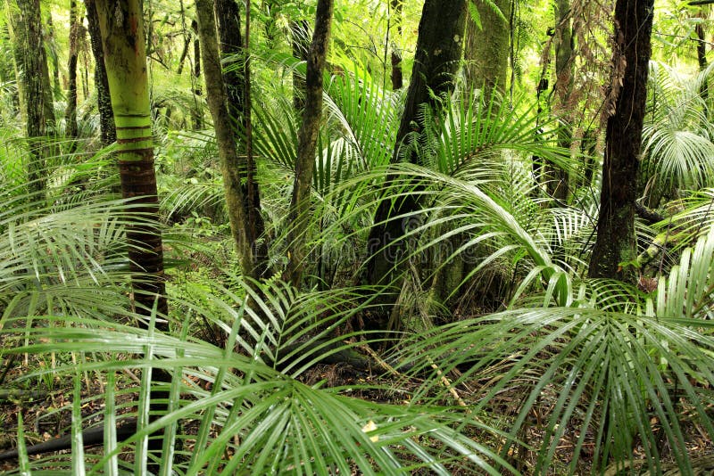 Tropisk skog arkivfoto. Bild av tillväxt, naturligt, fuktighet - 3885336