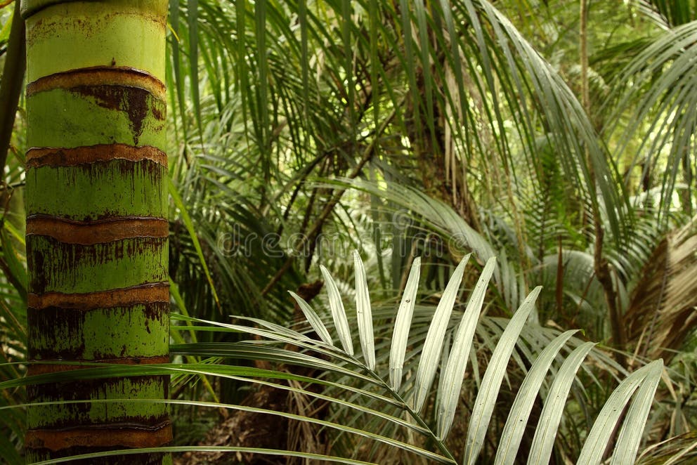 Tropisk regnskog fotografering för bildbyråer. Bild av regn - 26138753