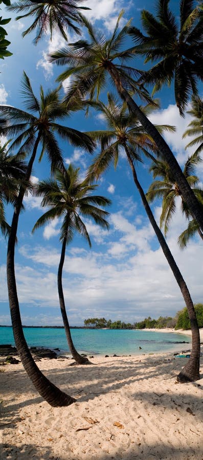 Tropisk strand fotografering för bildbyråer. Bild av vändkretsar - 1043601