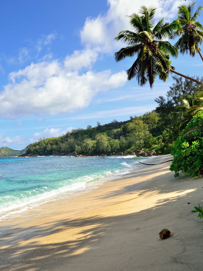 Tropisk strand fotografering för bildbyråer. Bild av ferie - 24059083