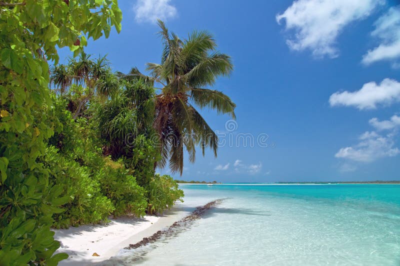 Tropisk strand arkivfoto. Bild av natur, paradis, handflatan - 5346616