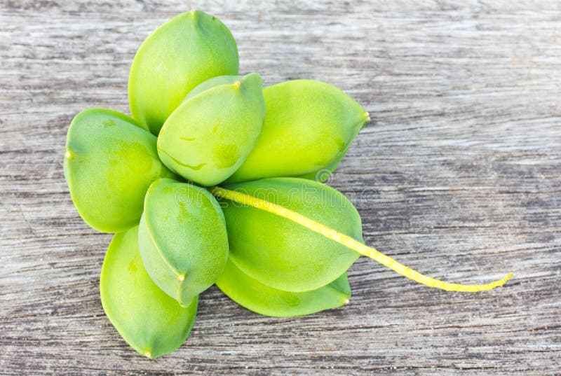 Tropisk Mandel, Bengal Mandel, Indisk Mandel, Havsmandel, Strandmandel ...