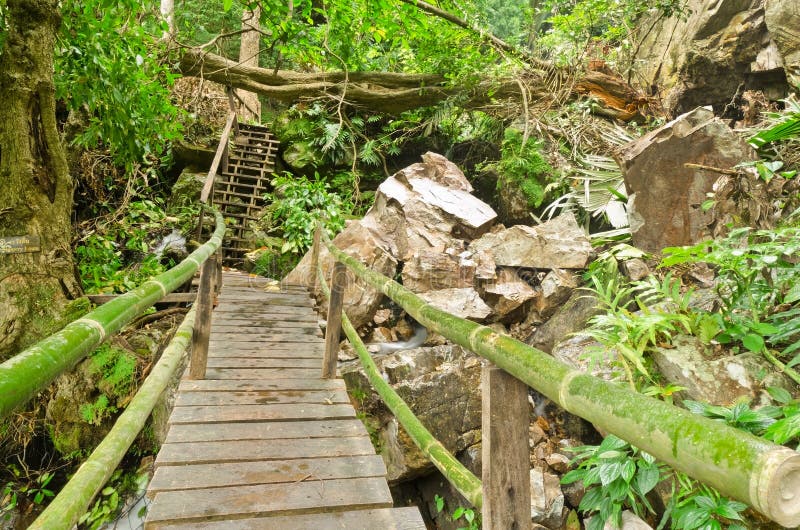 Tropiska regnskogar fotografering för bildbyråer. Bild av förnya - 26198671