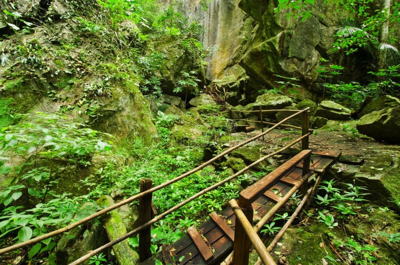 Tropiska regnskogar arkivfoto. Bild av landskap, naturligt - 26198614