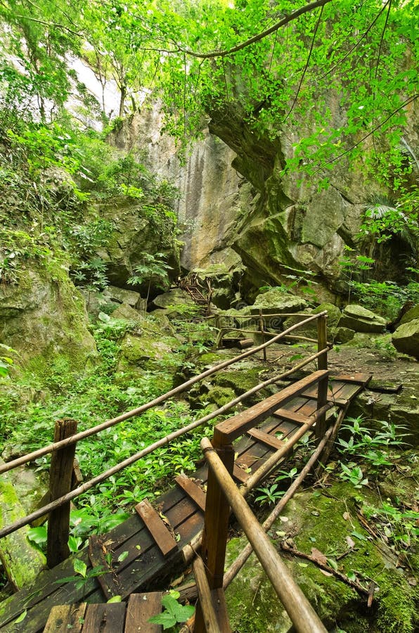 Tropiska regnskogar fotografering för bildbyråer. Bild av förnya - 26198671