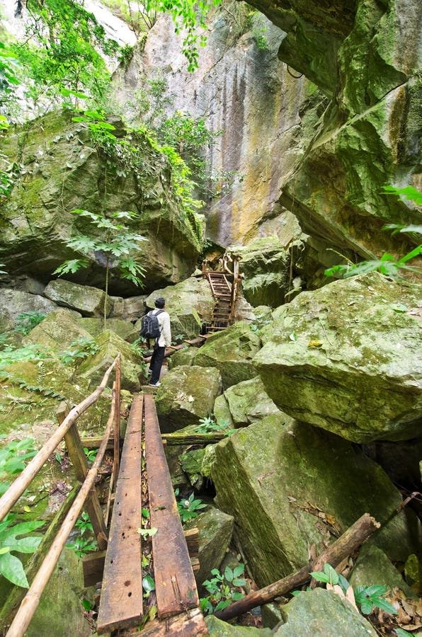 Tropiska regnskogar fotografering för bildbyråer. Bild av förnya - 26198671
