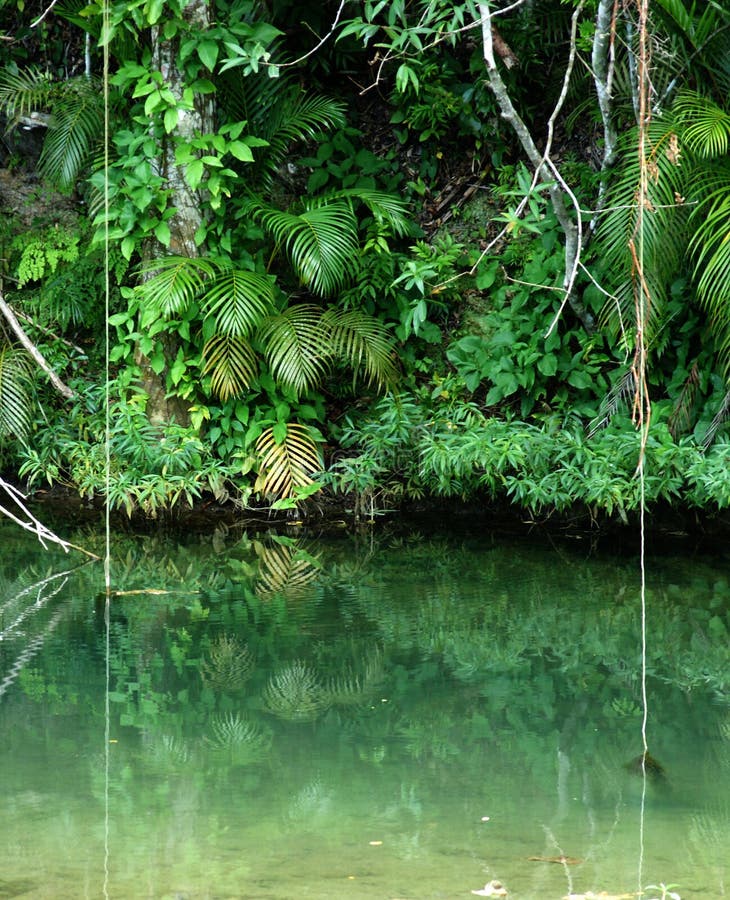 Tropiska regnskogar fotografering för bildbyråer. Bild av parkera ...
