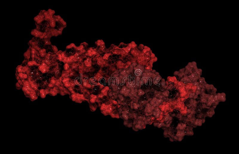 Troponin, 3D Rendering: Structure of the Human Cardiac Troponin Stock ...
