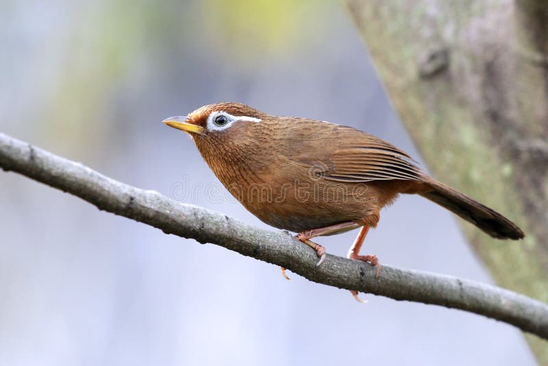Trostle stock photo. Image of stool, trostle, stands - 78911260