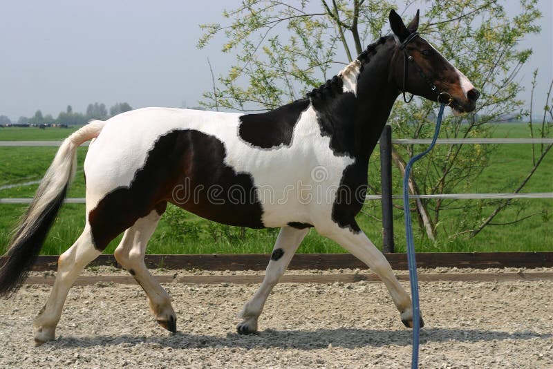 Trot stock photo. Image of face, friend, black, green, animal - 745858