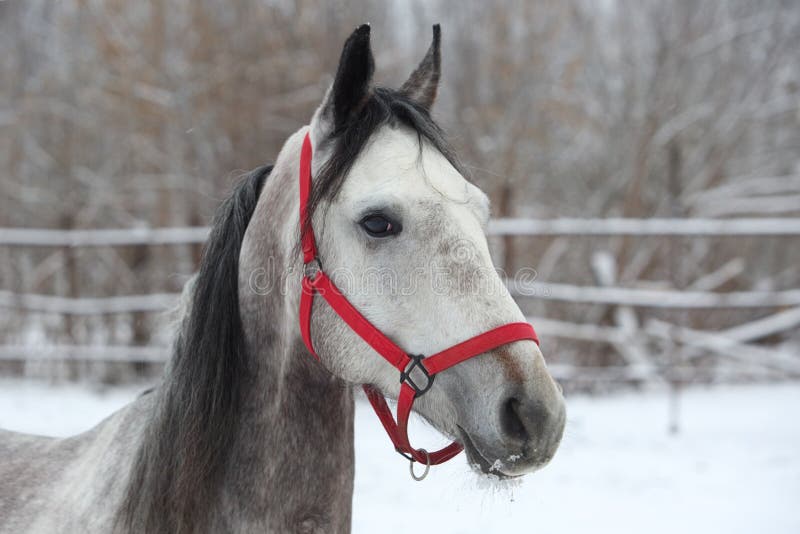 Trotteur D Orlov Photos Stock - Téléchargez 141 Photos libres de droits