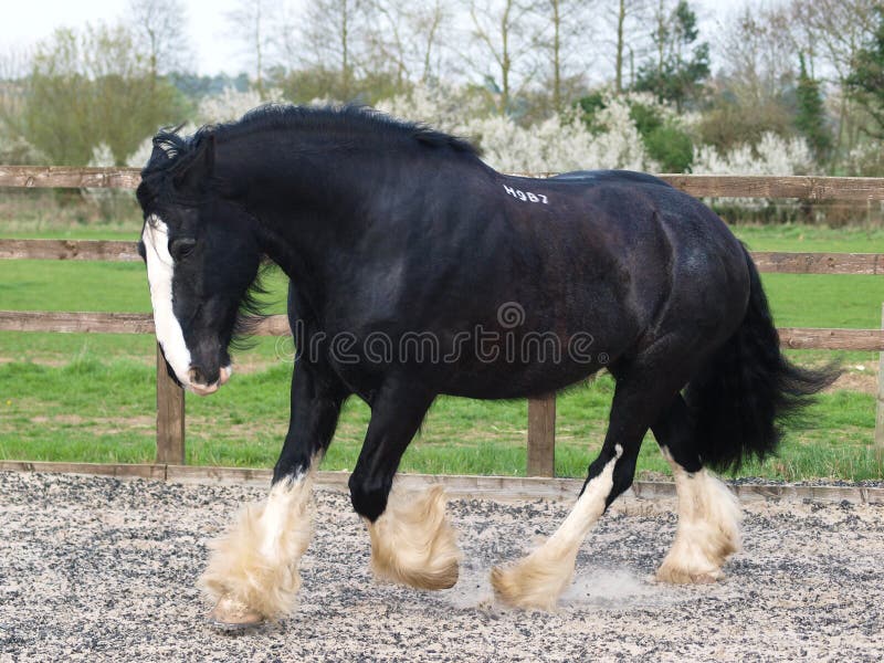 White Shire horse . stock image. Image of field, horse - 26384019