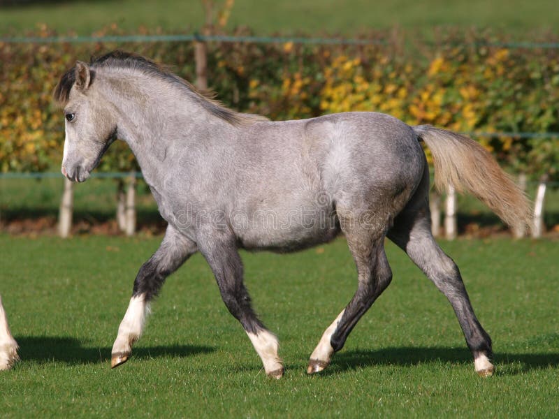 Trotting Welsh Pony stock photo. Image of pony, young - 173704512