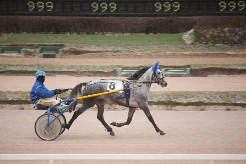 Trotto Del Cavallo Che Corre Sull'ippodromo Di Mosca Immagine ...