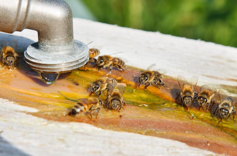 Trough for bees stock image. Image of wood, insect, summer - 54219133