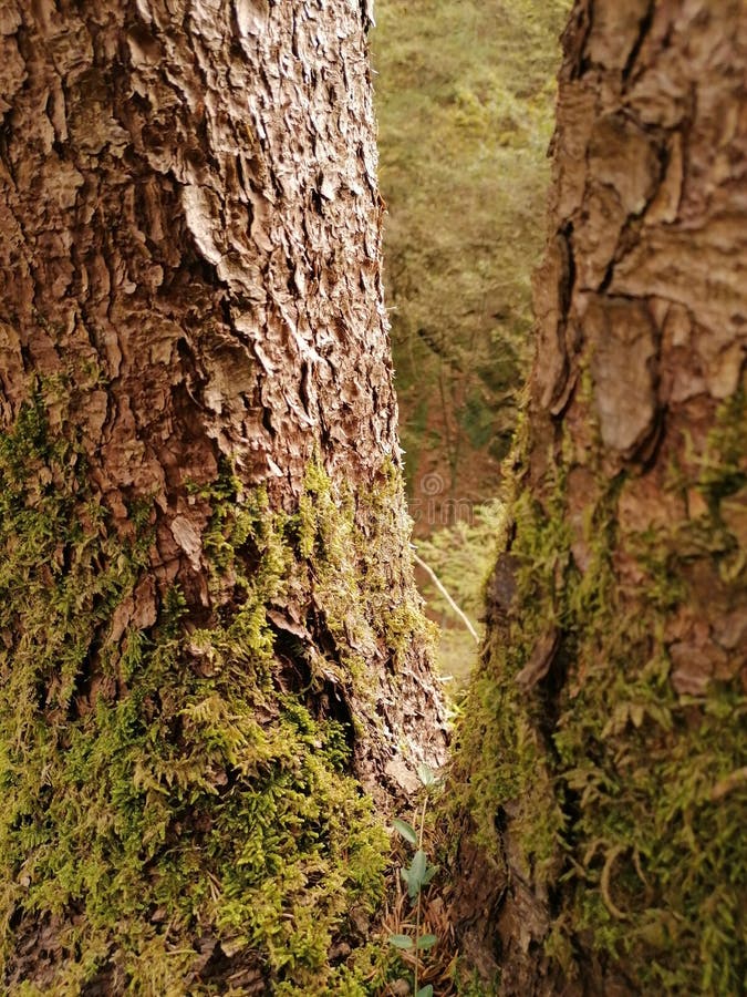 Trough the tree stock image. Image of trunk, tree, walpapeer - 183397117