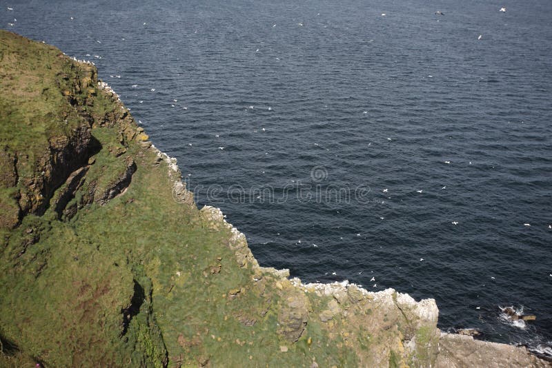 Troup Head, RSPB reserve stock image. Image of seabirds - 33520839