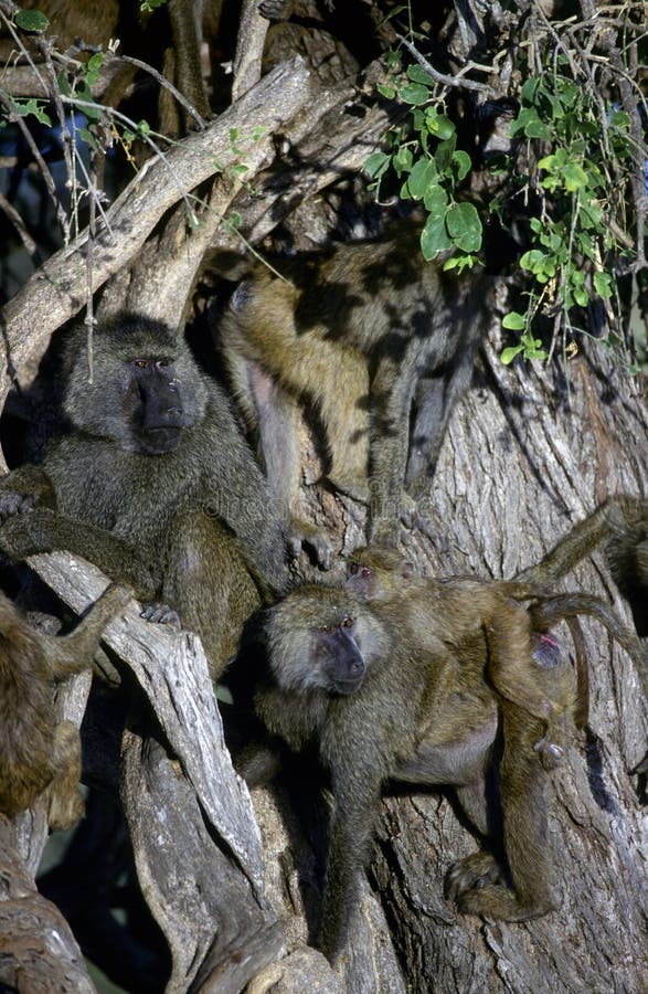 Troupe of Baboons stock photo. Image of infant, climbing - 19280214