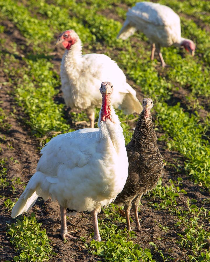 Troupeau de dinde image stock. Image du rose, herbe, curieux - 60754621