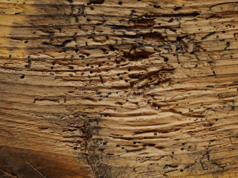 Trous De Ver De Terre En Bois Photo stock - Image du mangé, texturisé ...