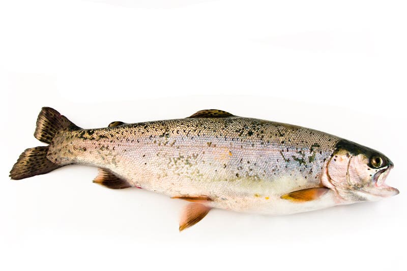 Head of trout stock image. Image of scales, gills, white - 13009499