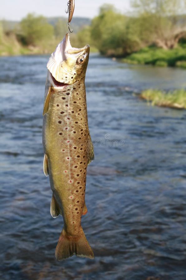 Head Shot of a Brightly Colored Brook Trout Stock Photo - Image of head ...