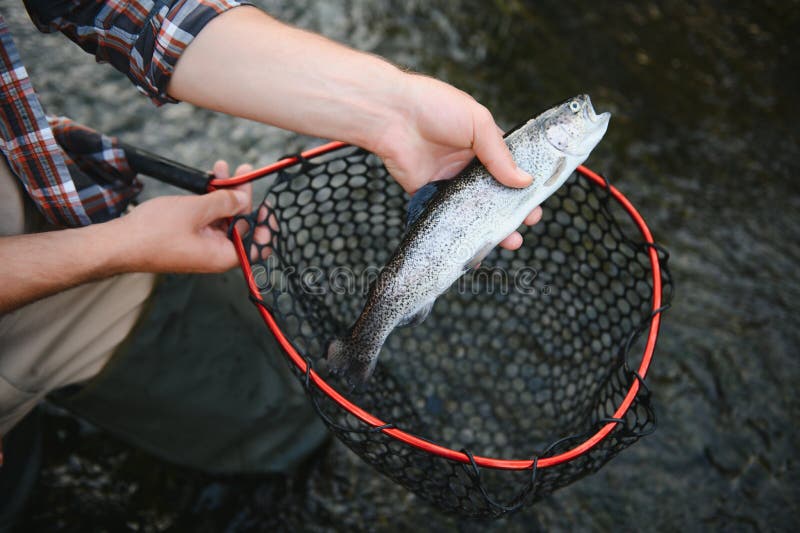 Trout Being Caught in Fishing Net. Stock Photo - Image of nature ...