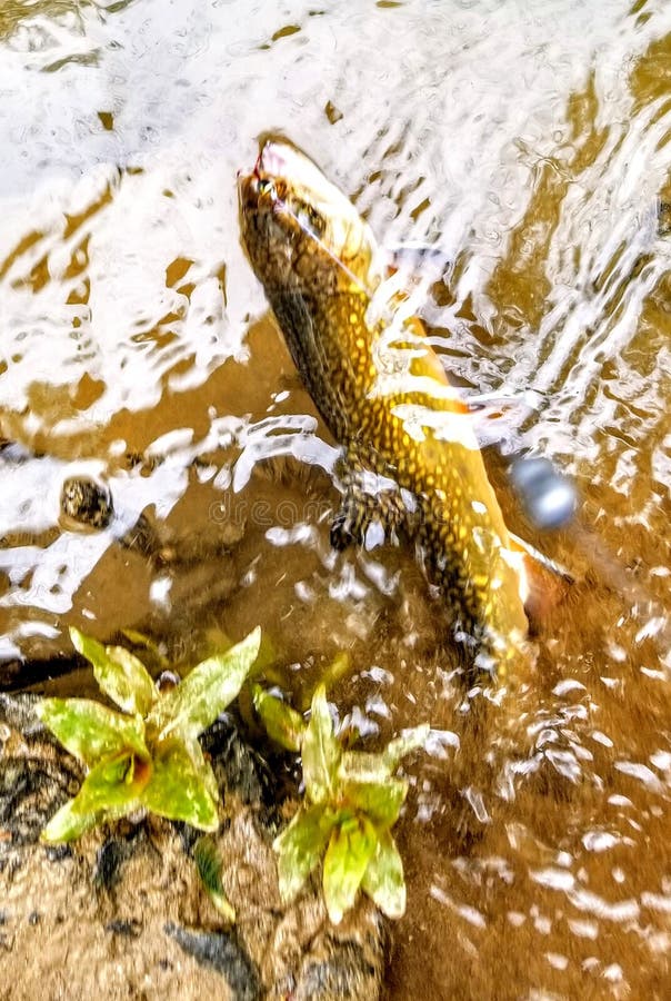 Trout breaking the surface stock photo. Image of nature - 146818700