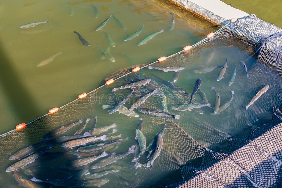 Trout in the breeding pool stock photo. Image of agriculture - 249880624