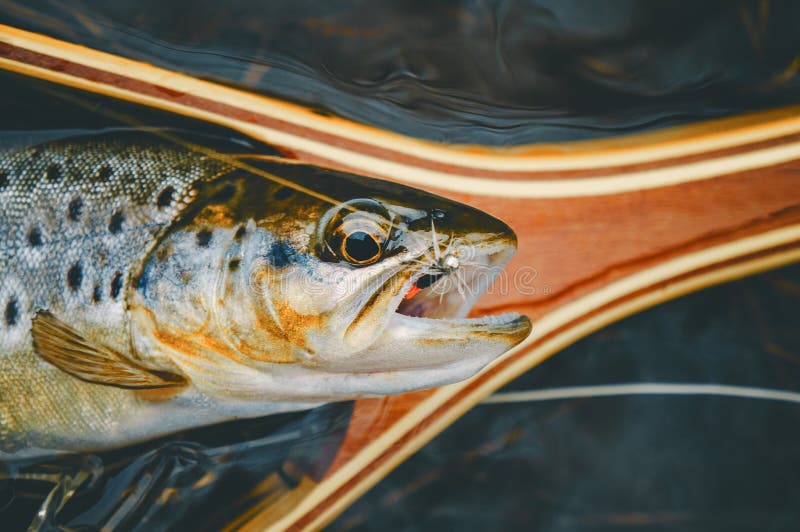 Trout Caught Fly Fishing. Fishing, Catch and Release Stock Image ...