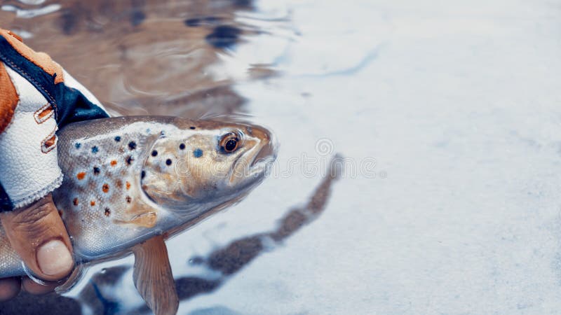 Trout Caught in Landing Net. Fishing for Trout Stock Image - Image of ...