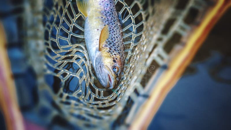 Trout Caught in Landing Net. Fishing for Trout Stock Photo - Image of ...