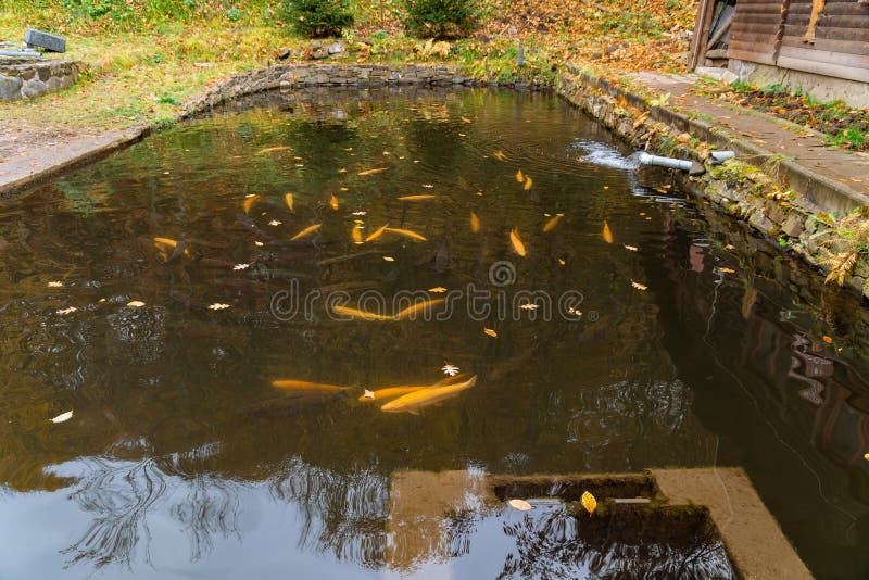 Trout and Char in the Fish Pool. Stock Photo - Image of hook, troll ...