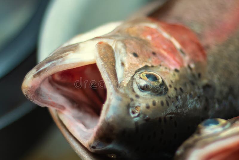 Trout Close-up in the Kitchen. Toned Stock Image - Image of grilled ...