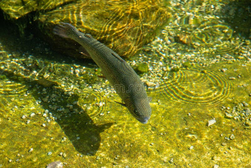 Trout, Delicious Freshwater Fish for Cooking Stock Image - Image of ...