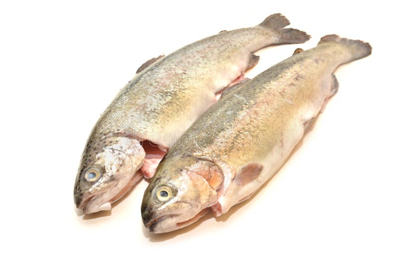 Trout stock photo. Image of seafood, isolated, fresh - 97734240