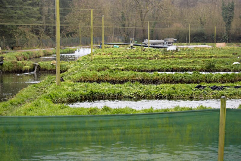 Trout farm stock photo. Image of pond, lake, environment - 88698720